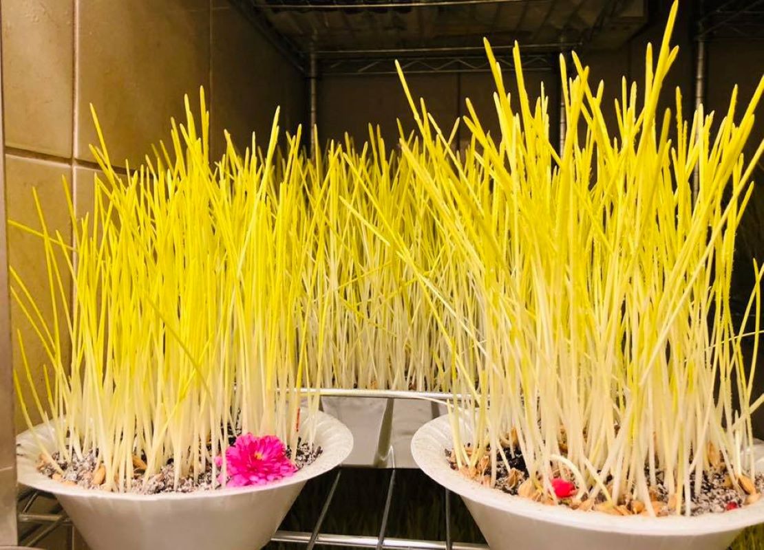 जमरालाई पहेँलो र लहलाउँदो कसरी बनाउने